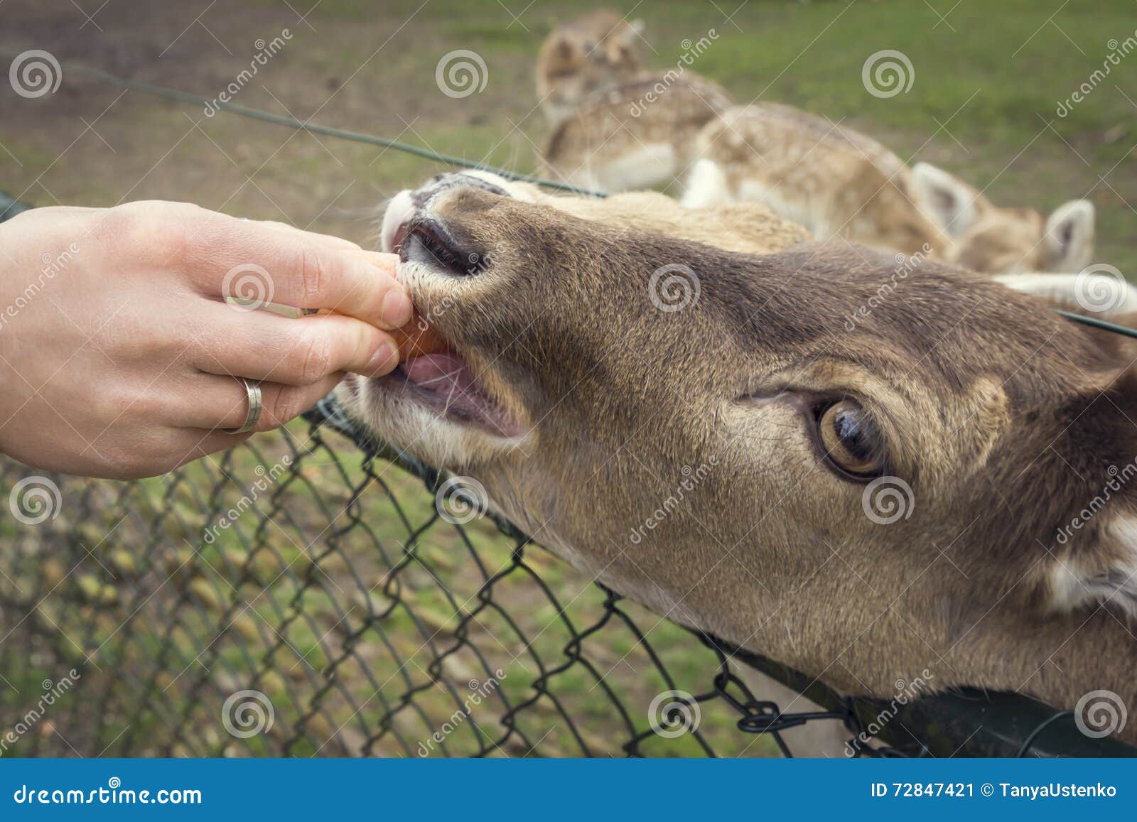 Hand feeding deer stock image. Image of green, wild, animal - 72847421