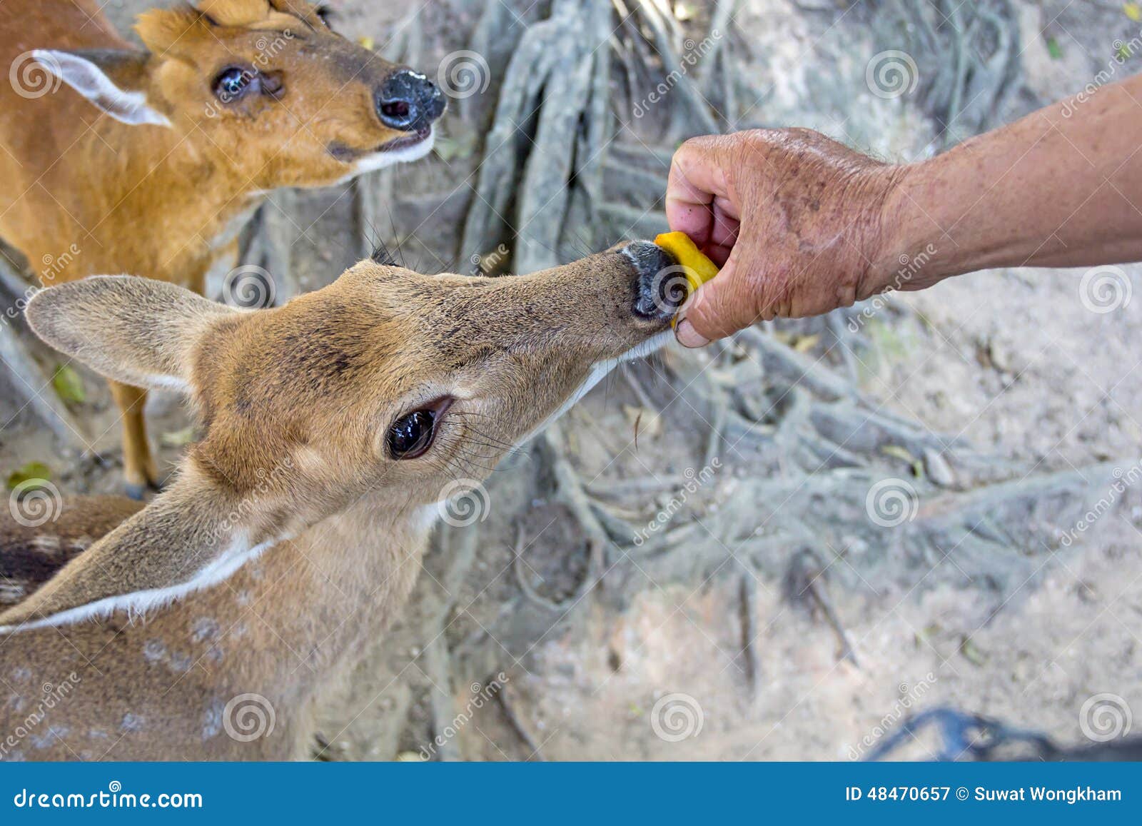 Hand feeding, deer stock image. Image of majestic, portrait - 48470657