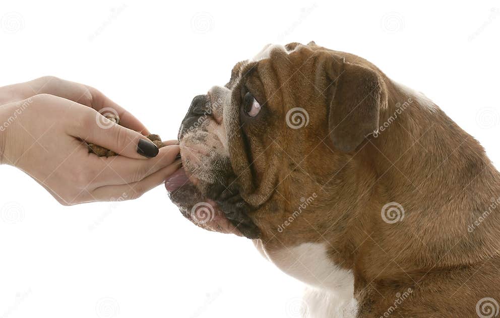 Hand feeding a dog stock image. Image of looking, isolated - 12774247