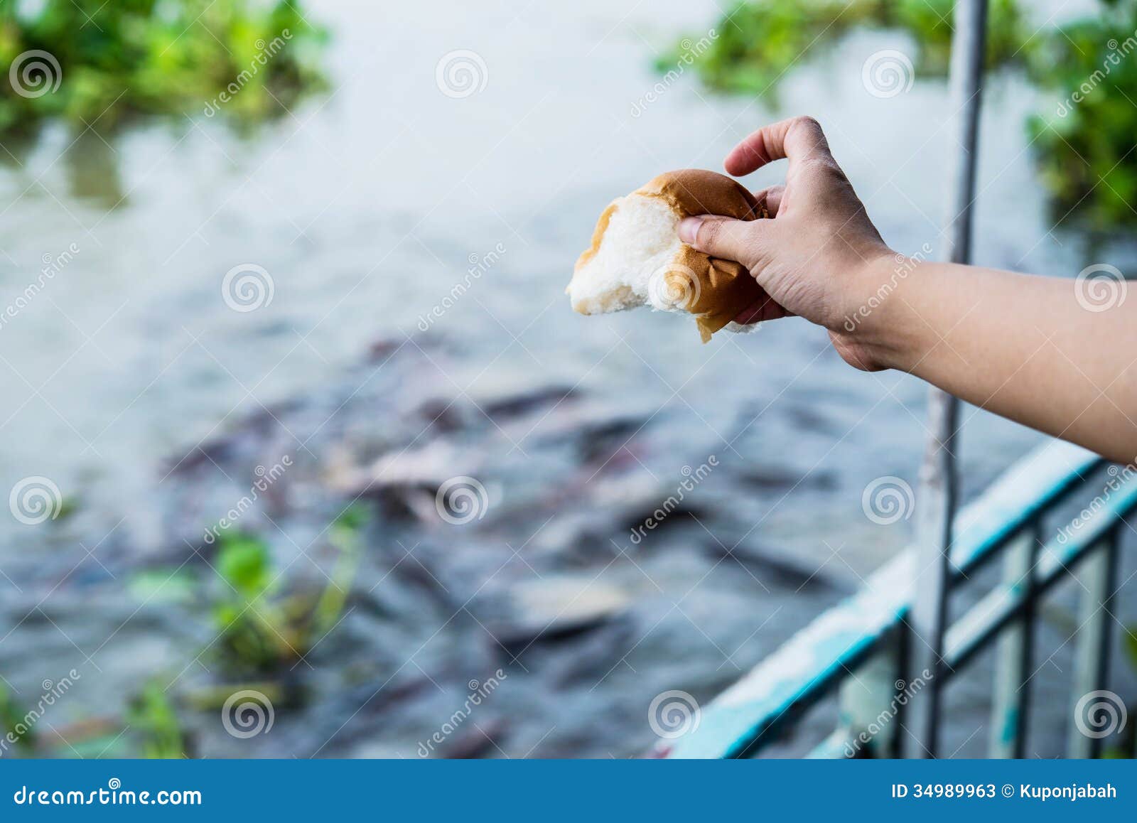 Hand feeding food to fish stock image. Image of travel - 34989963