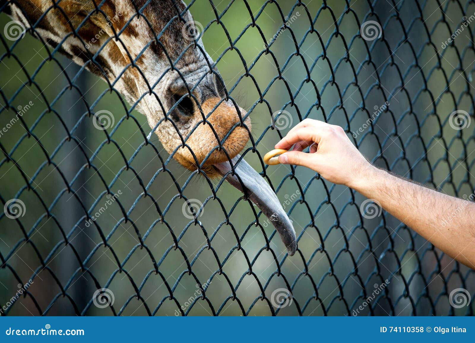 Hand Feeding Giraffe in Zoo Closeup Stock Photo - Image of muzzle ...