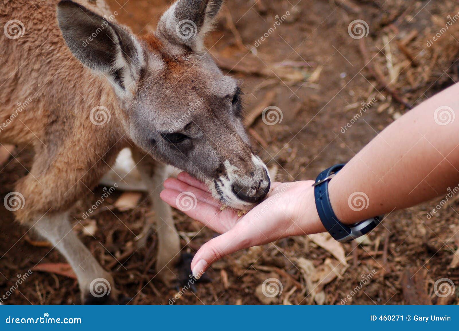 Hand Feeding a Kangaroo stock image. Image of kangaroo - 460271