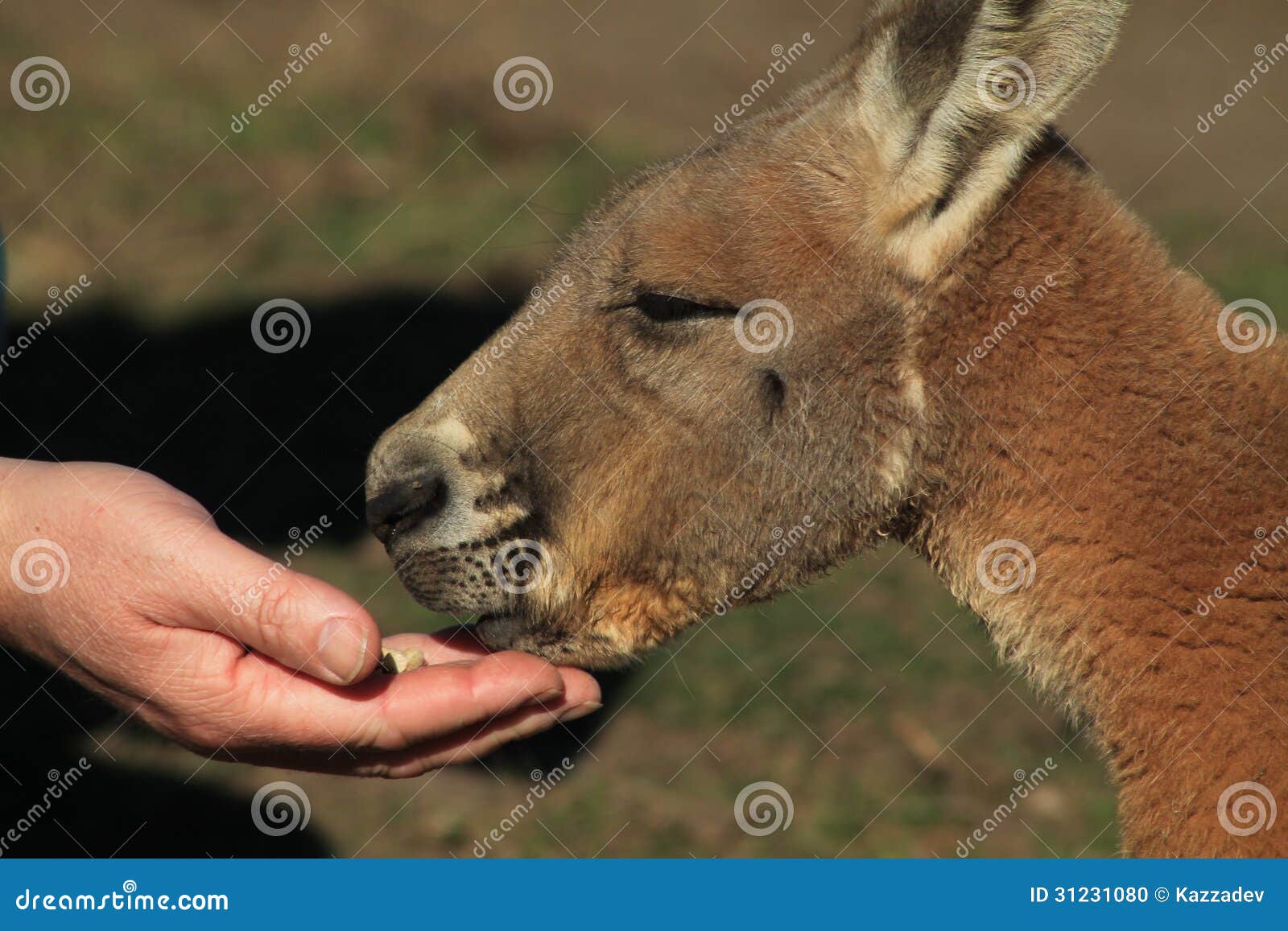 Hand Feeding a Kangaroo stock photo. Image of joey, pouch - 31231080