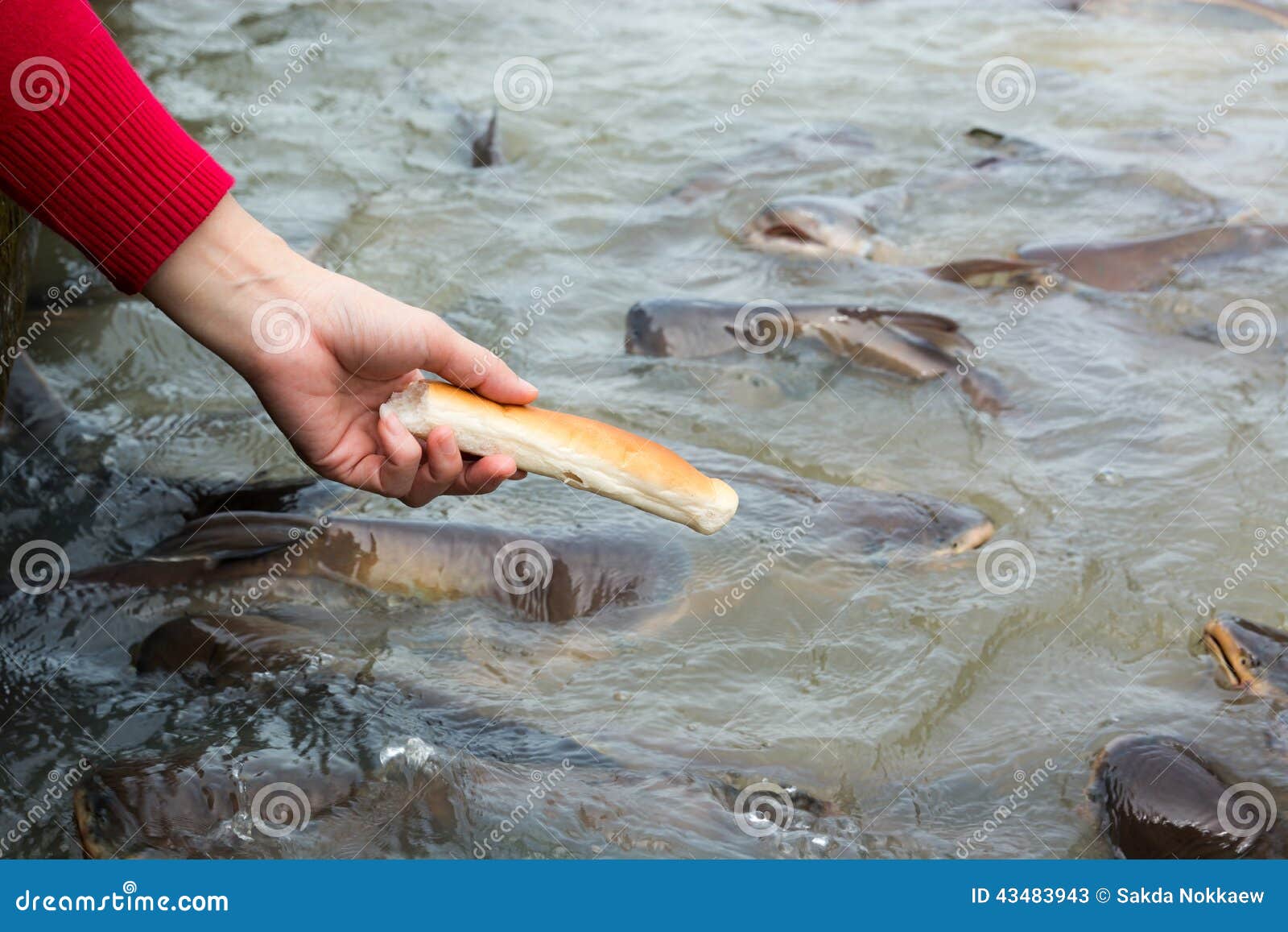 Hand feeding stock image. Image of animal, feeding, hand - 43483943
