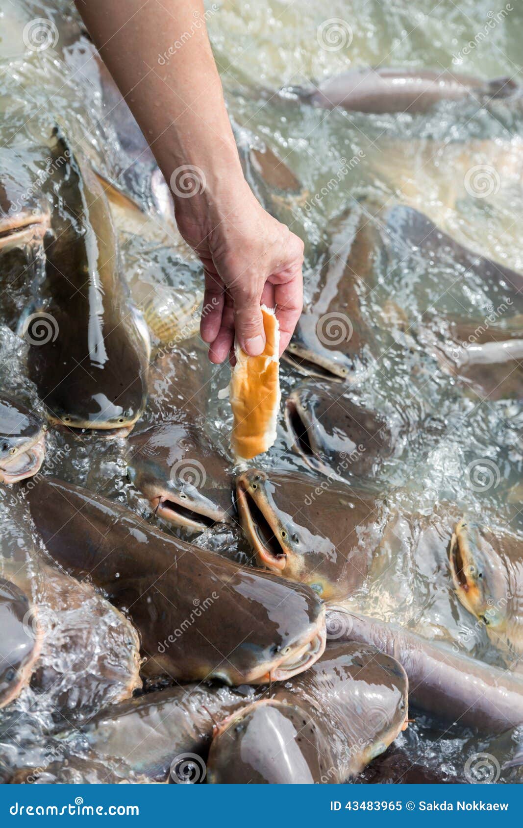 Hand feeding stock image. Image of rivalry, underwater - 43483965