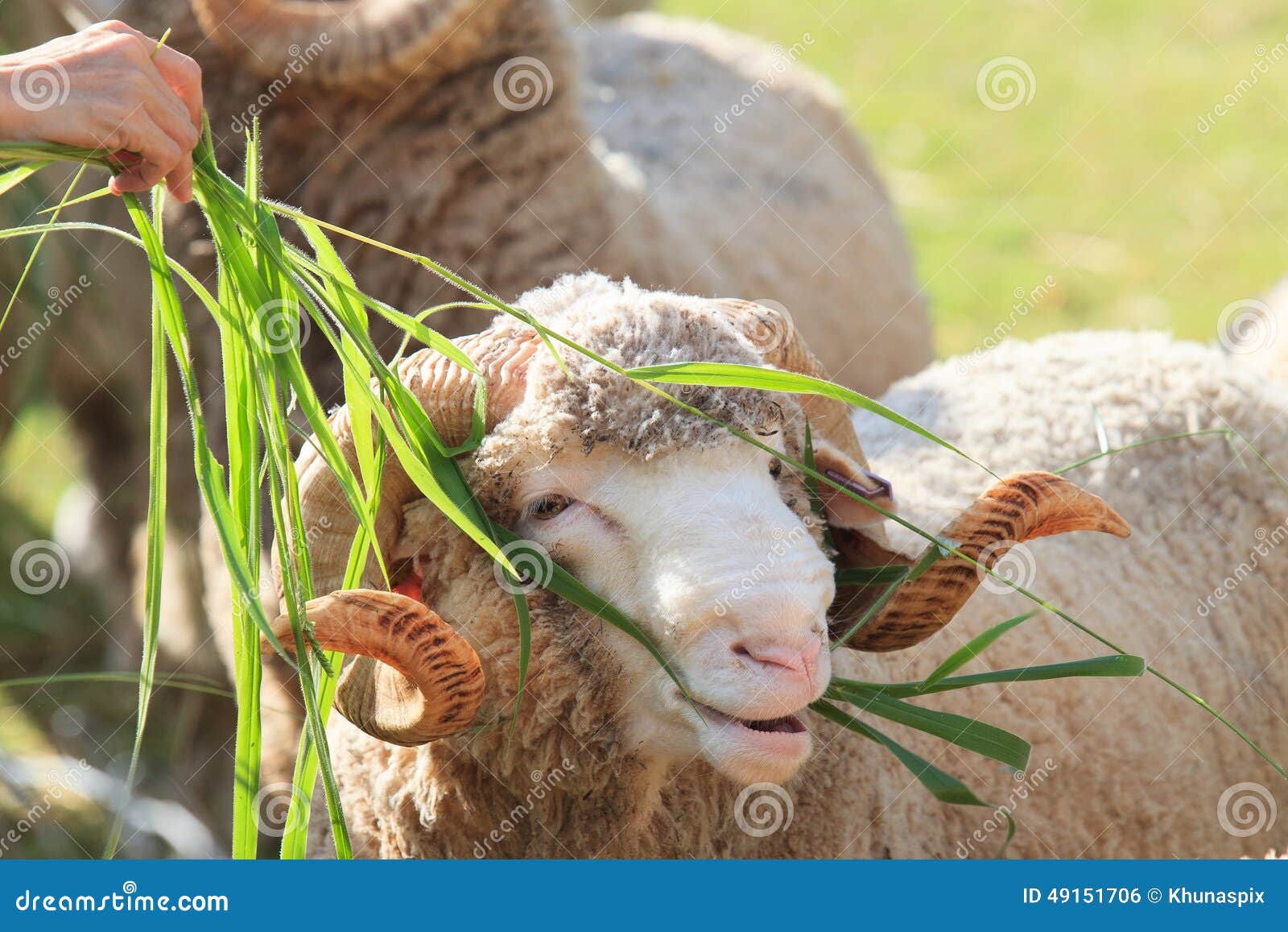 Hand Feeding Ruzi Grass for Merino Sheep in Farm Stock Photo - Image of ...