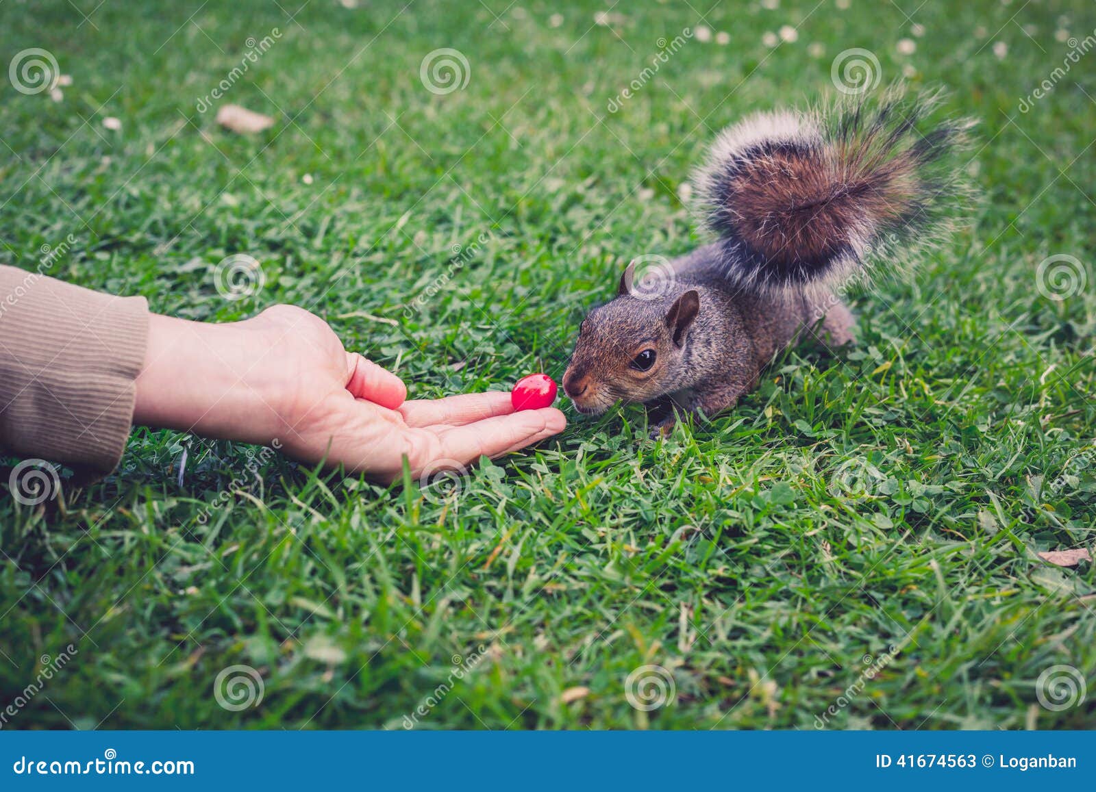 Hand feeding a squirrel stock image. Image of whiskers - 41674563