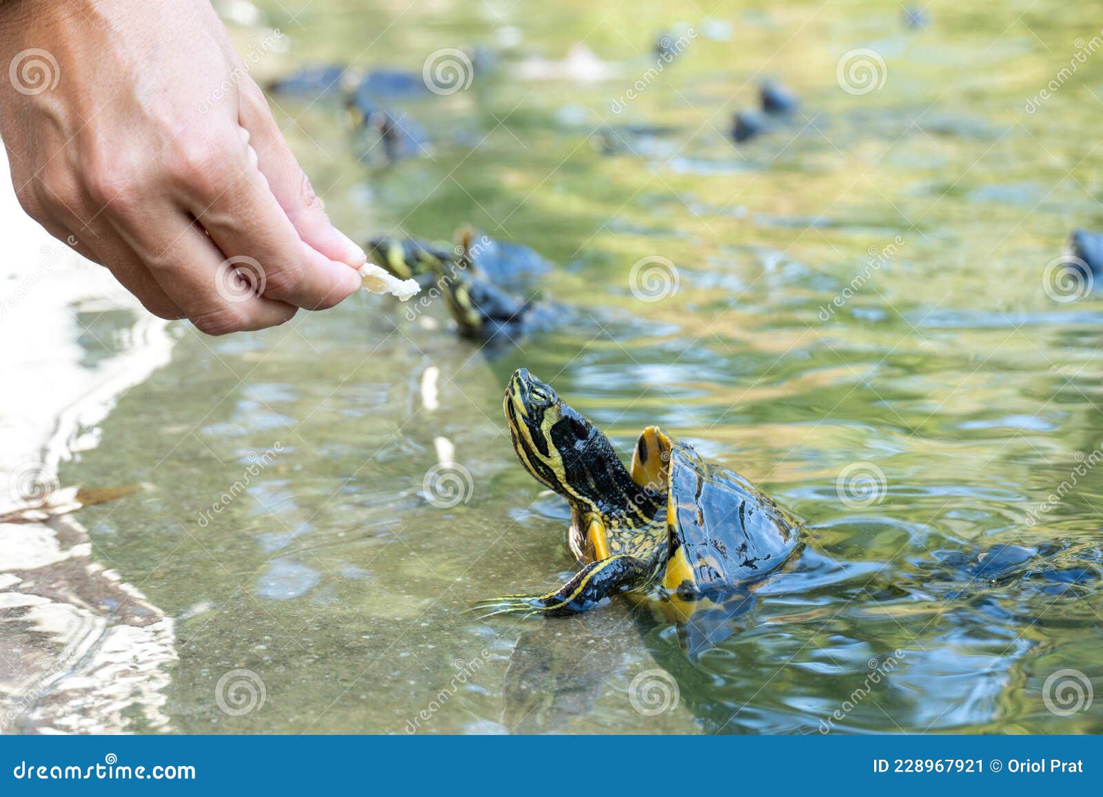 Hand Feeding Turtles in the Lake Stock Image - Image of turtles ...