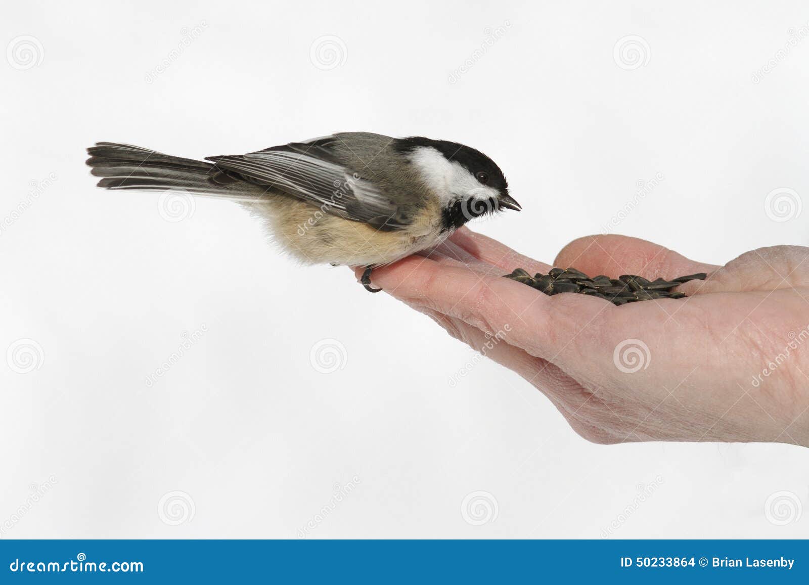 Hand Feeding a Wild Chickadee Stock Photo - Image of gray, capped: 50233864