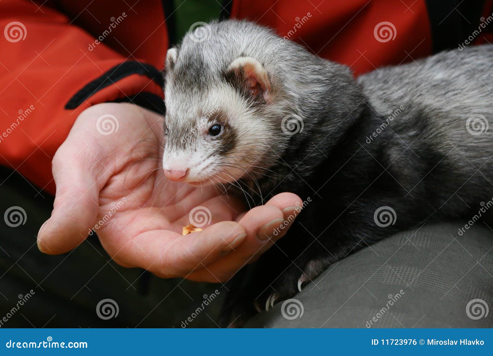Hand and ferret stock photo. Image of hand, hirsute, predator - 11723976