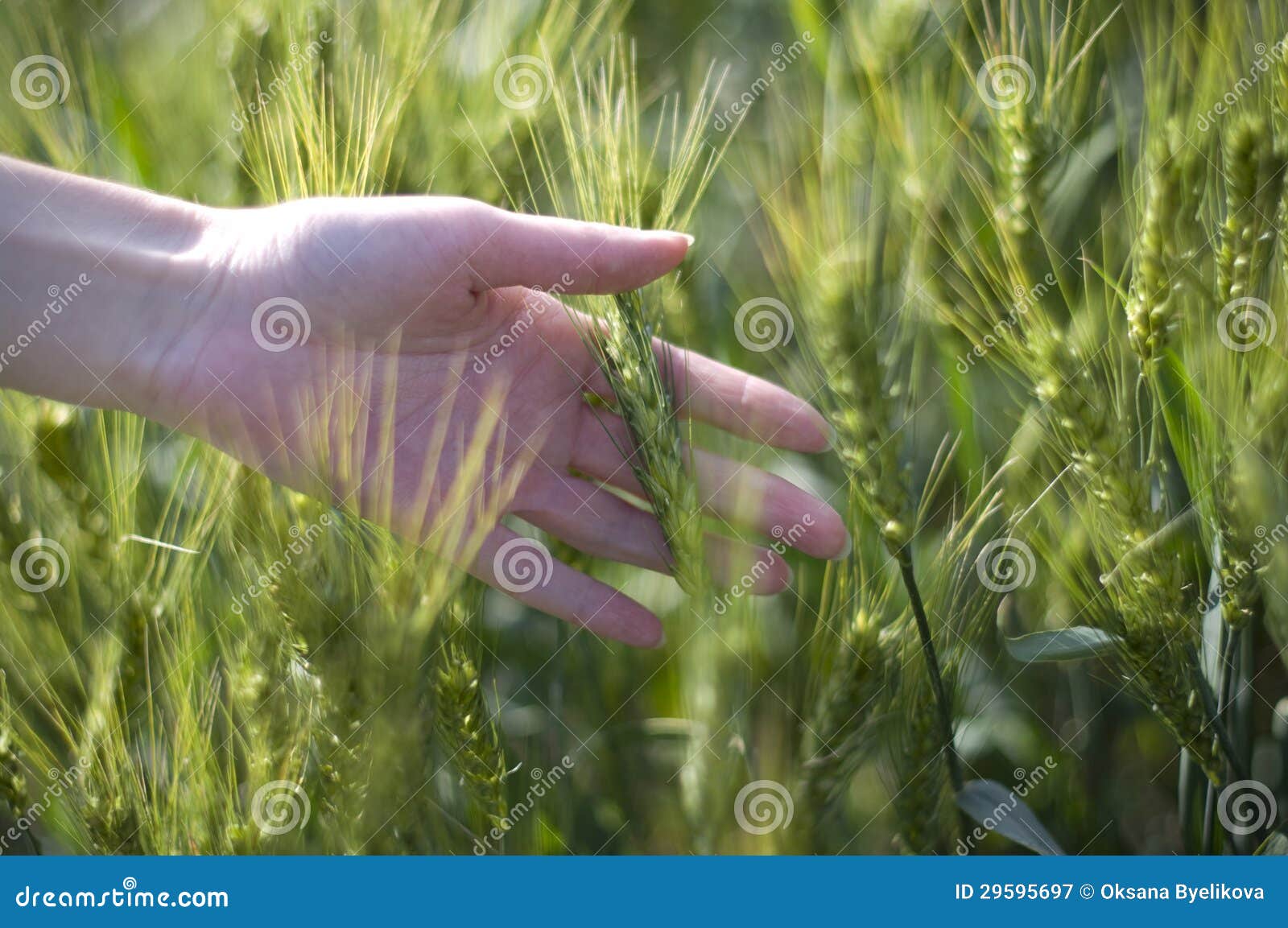 Hand in a field stock image. Image of peaceful, bread - 29595697