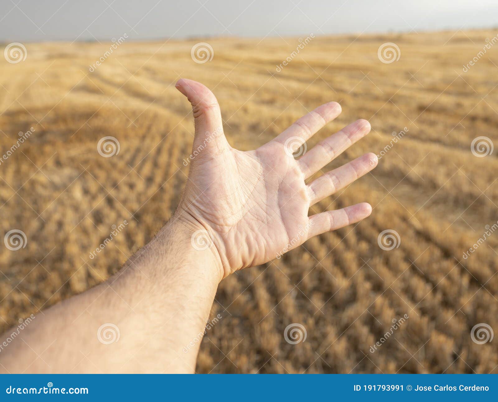Hand in a Field of Collected Straw Stock Image - Image of crop, adult ...