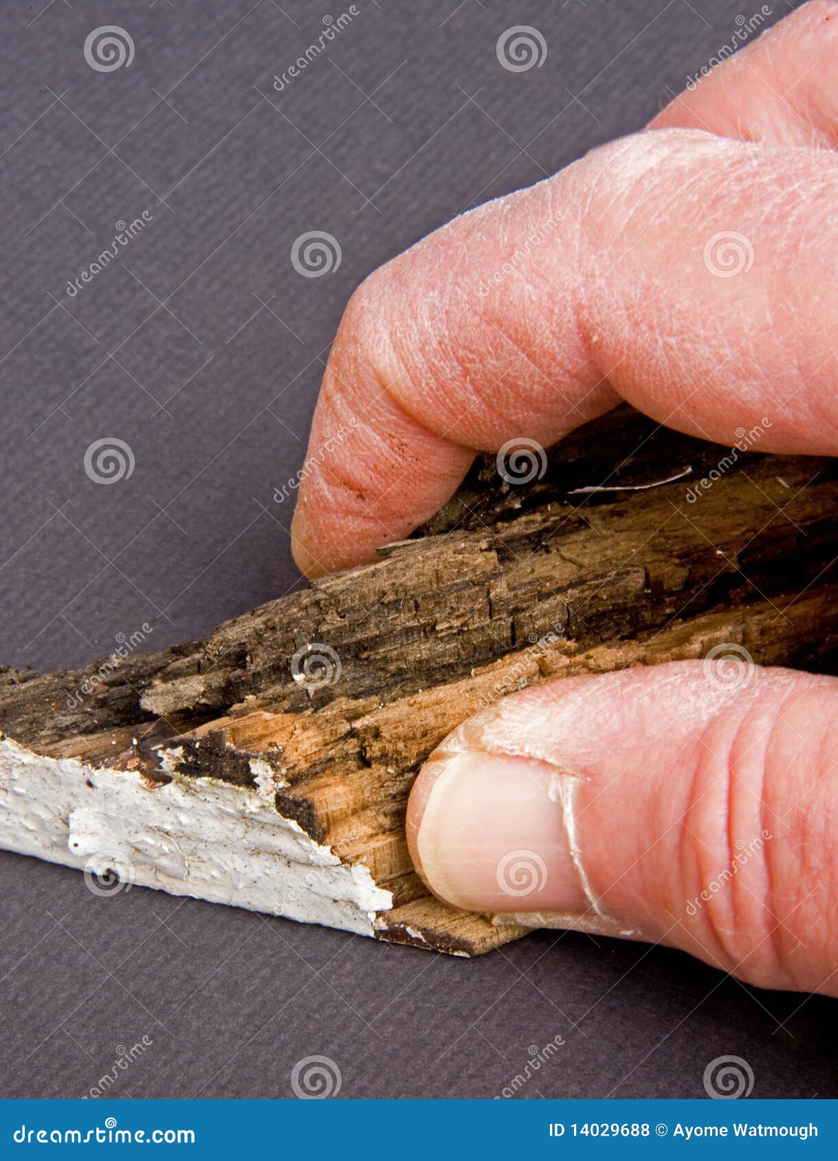 Hand and Fingers Holding Rotten Timber. Stock Photo - Image of insect ...
