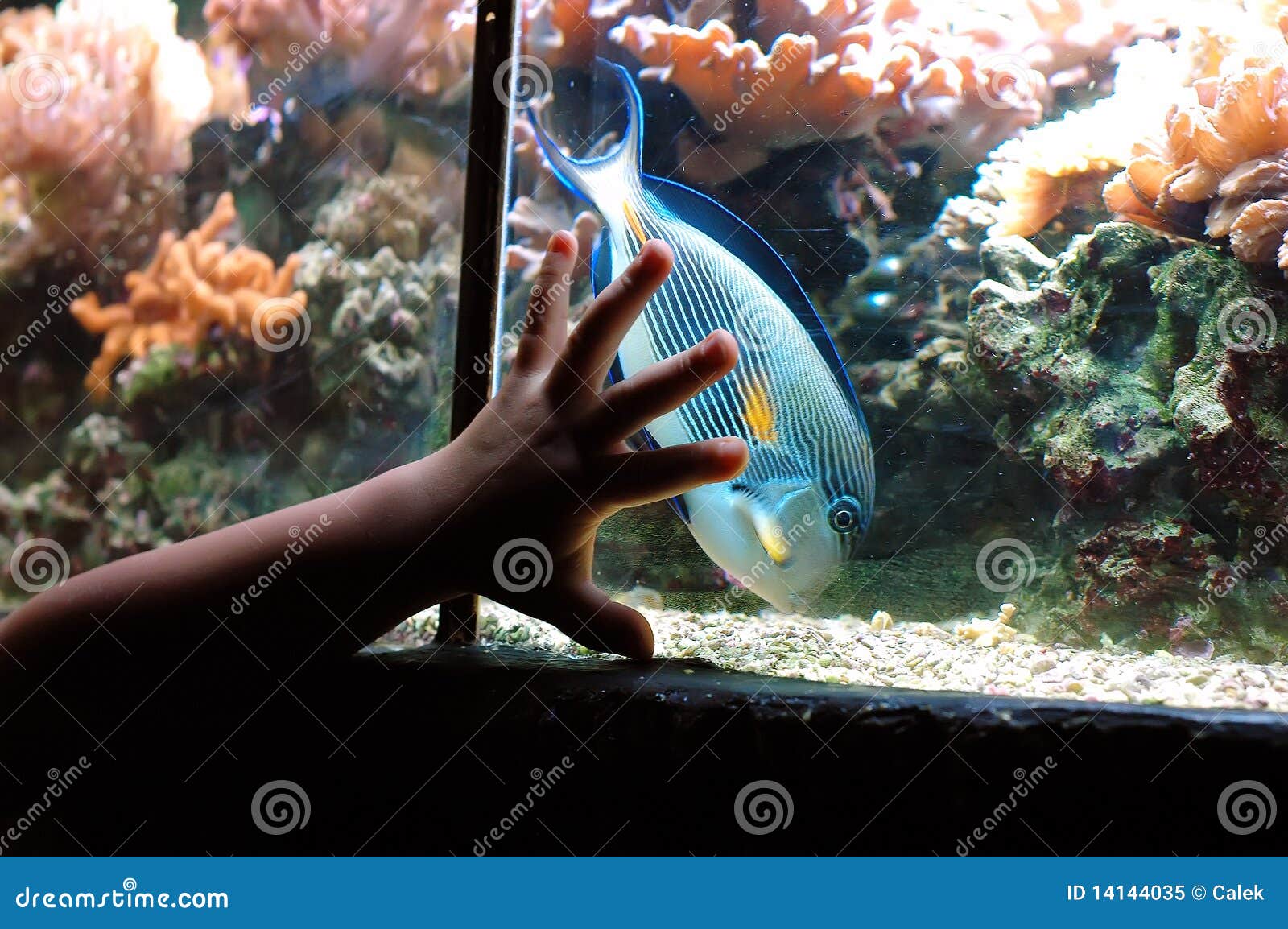 Hand and fish stock image. Image of hand, aquarium, blue - 14144035