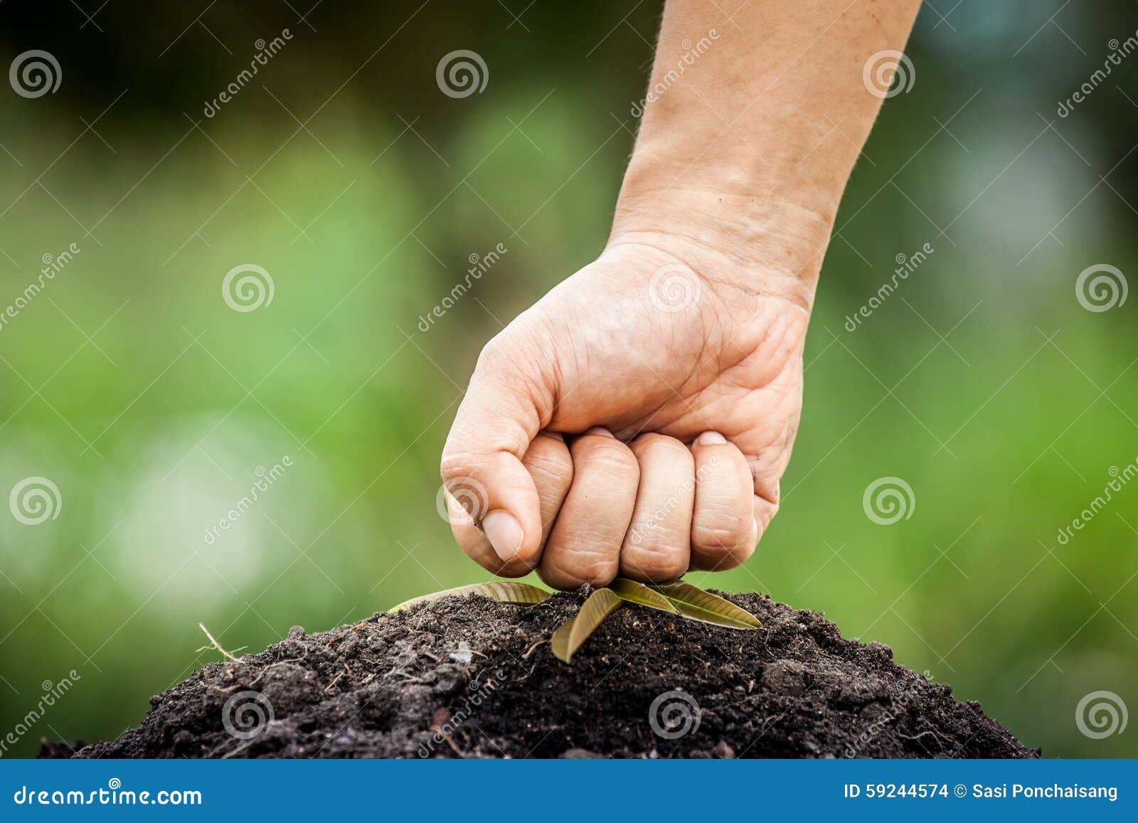 Hand Fist Smashed the Young Tree Stock Photo - Image of achievement ...