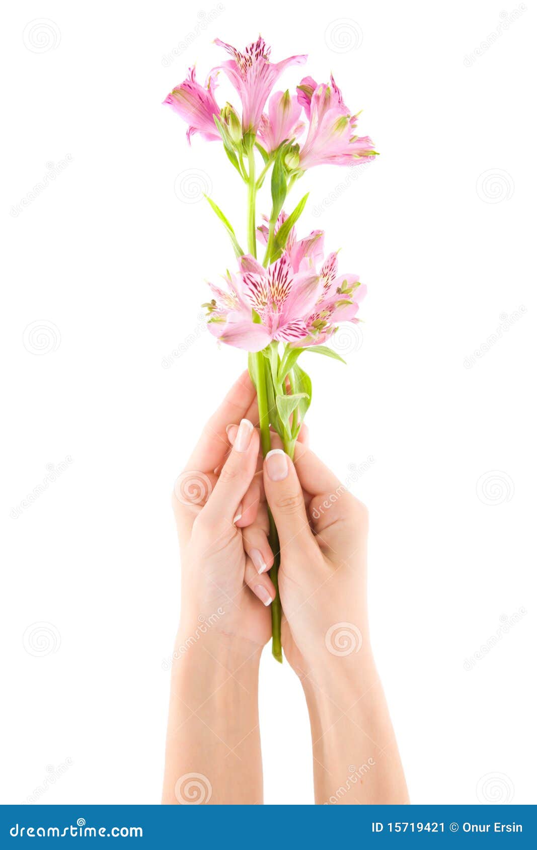 Hand and flower stock image. Image of care, hygiene, women - 15719421