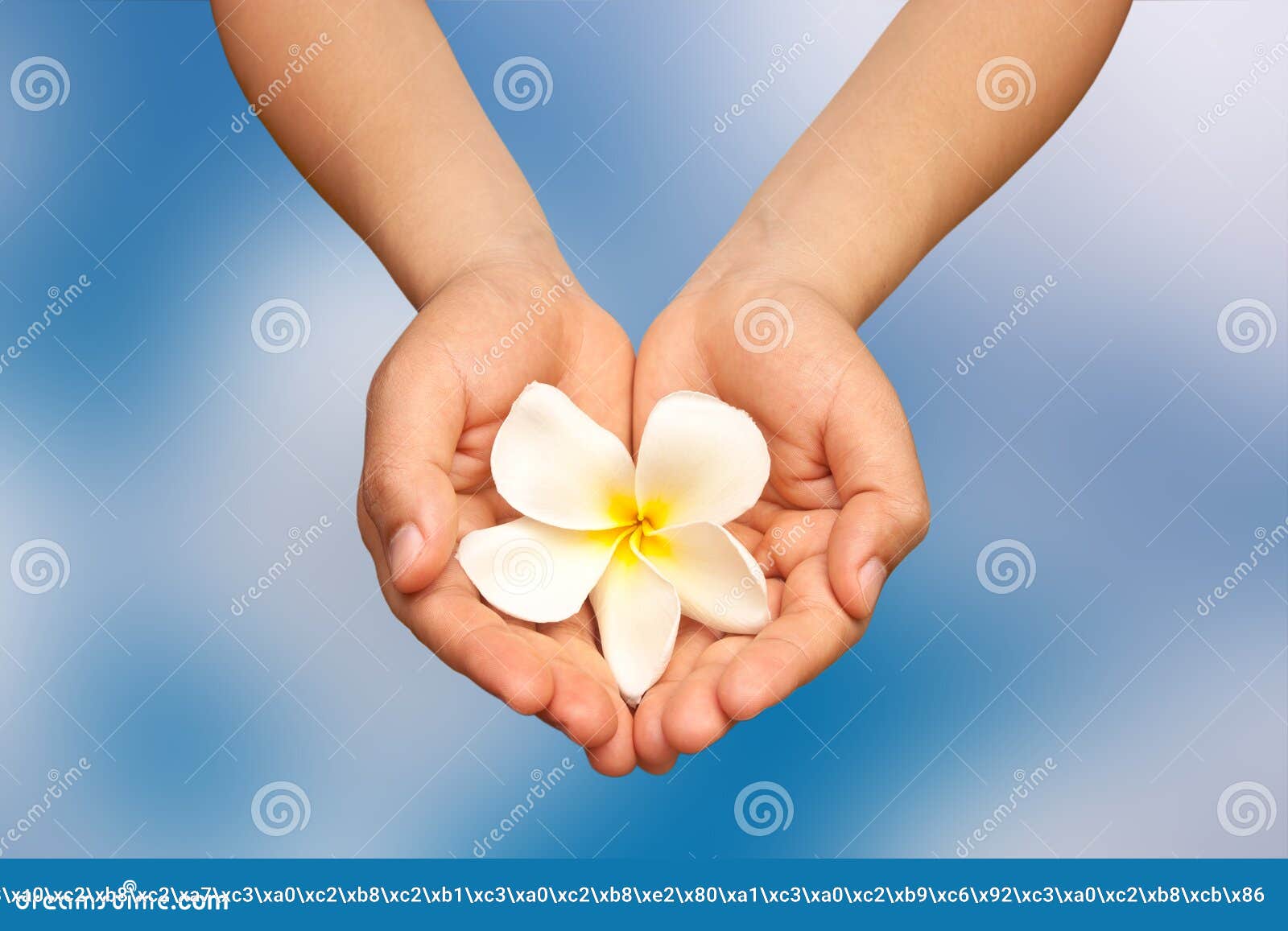 Hand flower stock photo. Image of beautiful, beauty, female - 19780572
