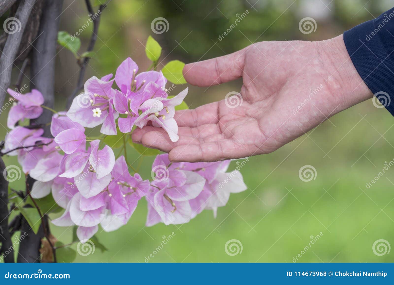 Hand Flower Beautiful Touching Man Nature Landscape Stock Photo - Image ...