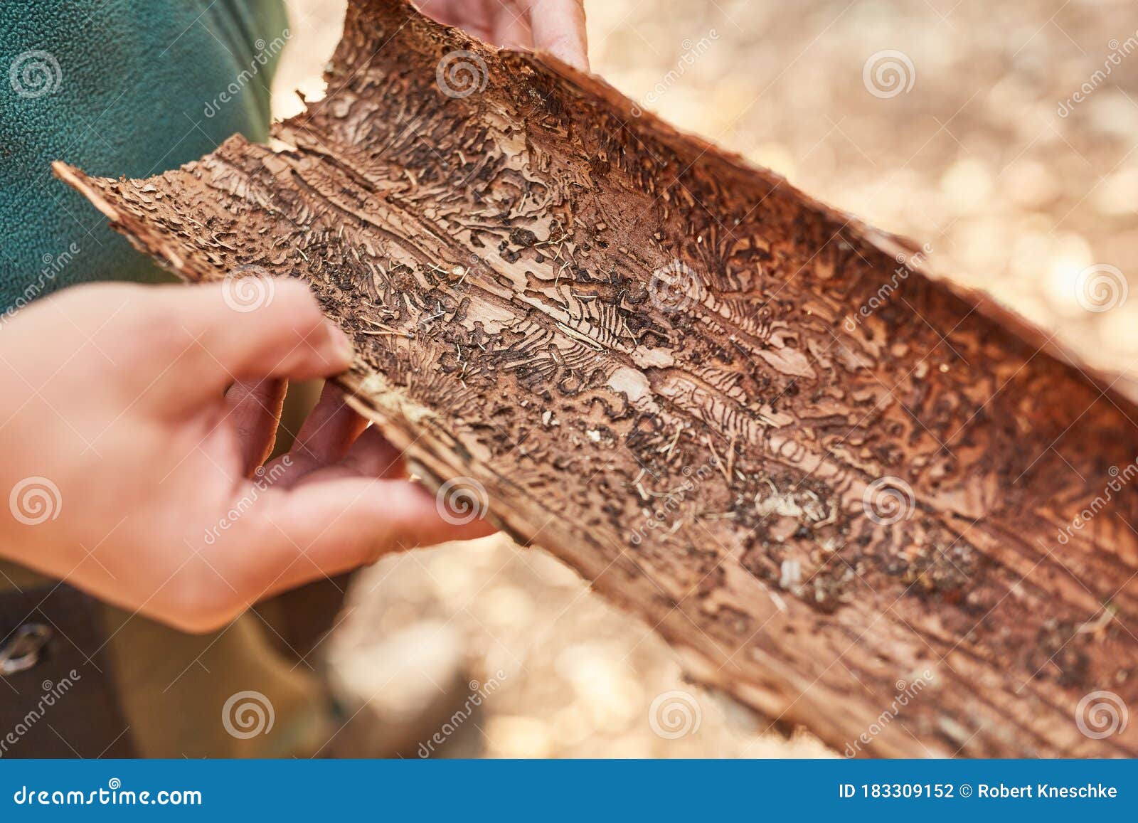 Tree Bark with Bark Beetle Pest Infestation Stock Photo - Image of ...