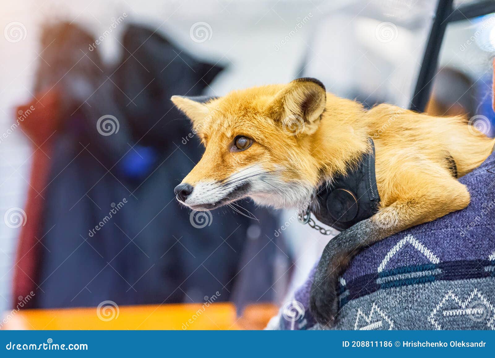 Hand Fox. Man Holds a Fox on His Shoulder Stock Photo - Image of ...