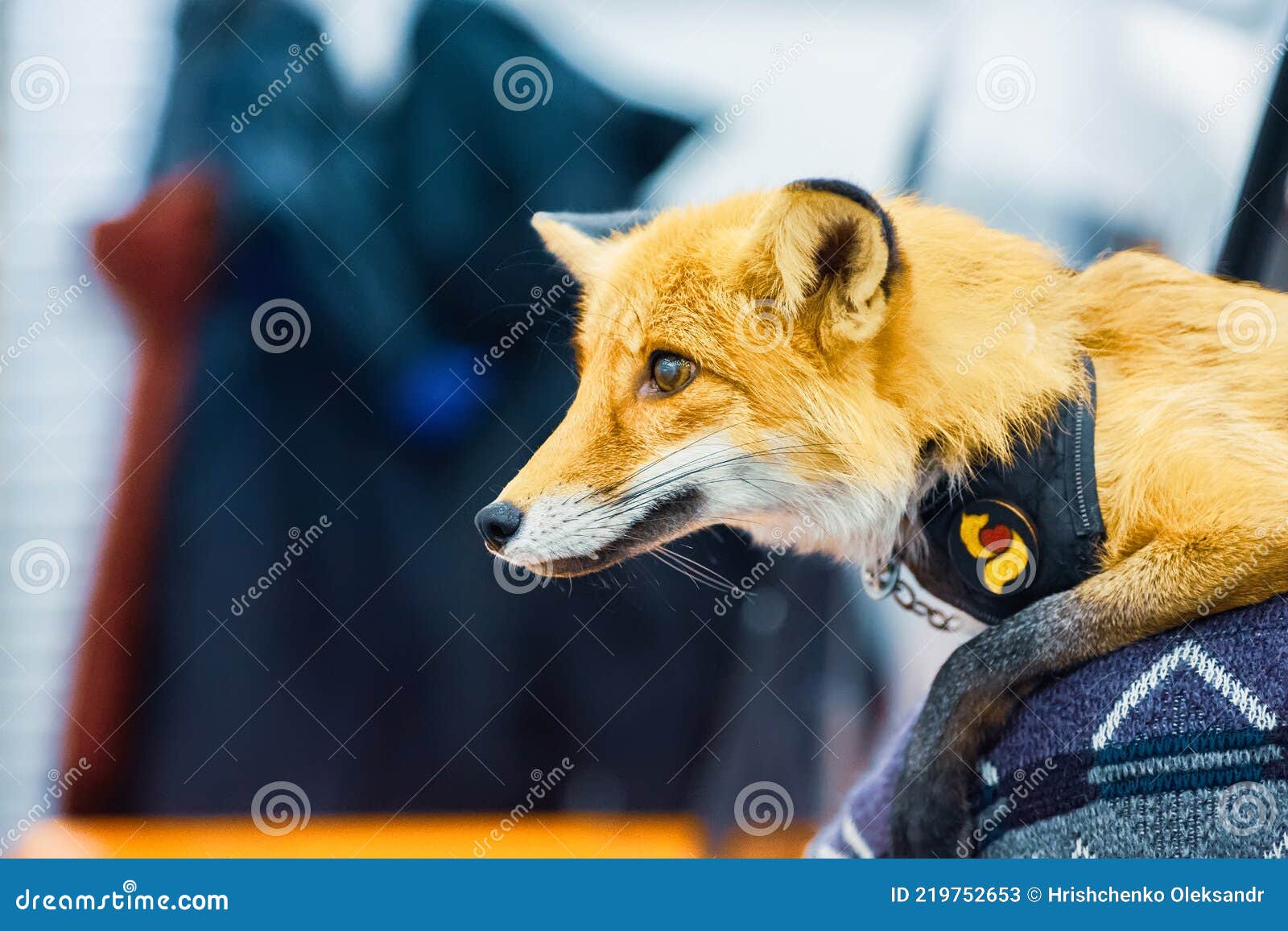 Hand Fox. Man Holds a Fox on His Shoulder Stock Image - Image of animal ...