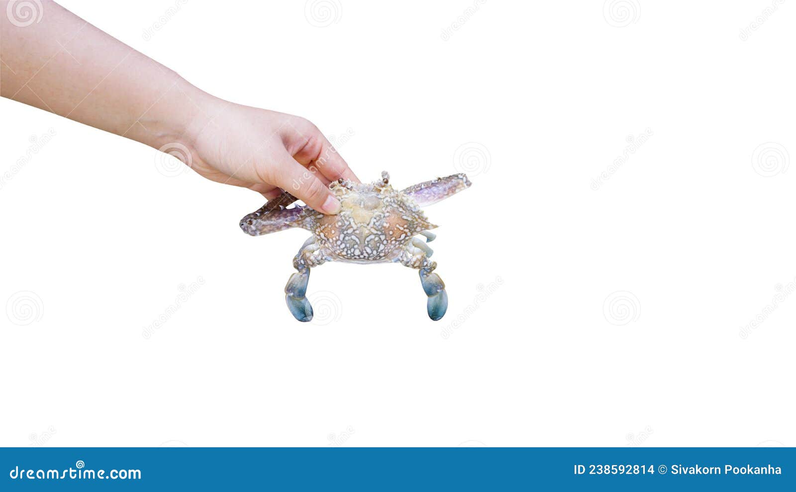 Nippers Of Crabs, Seafood, Stock Photography | CartoonDealer.com #57797594