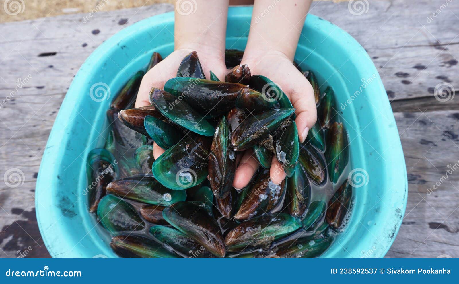 Hand in Hand with Fresh Mussels Prepared for the Holiday Menu Stock ...