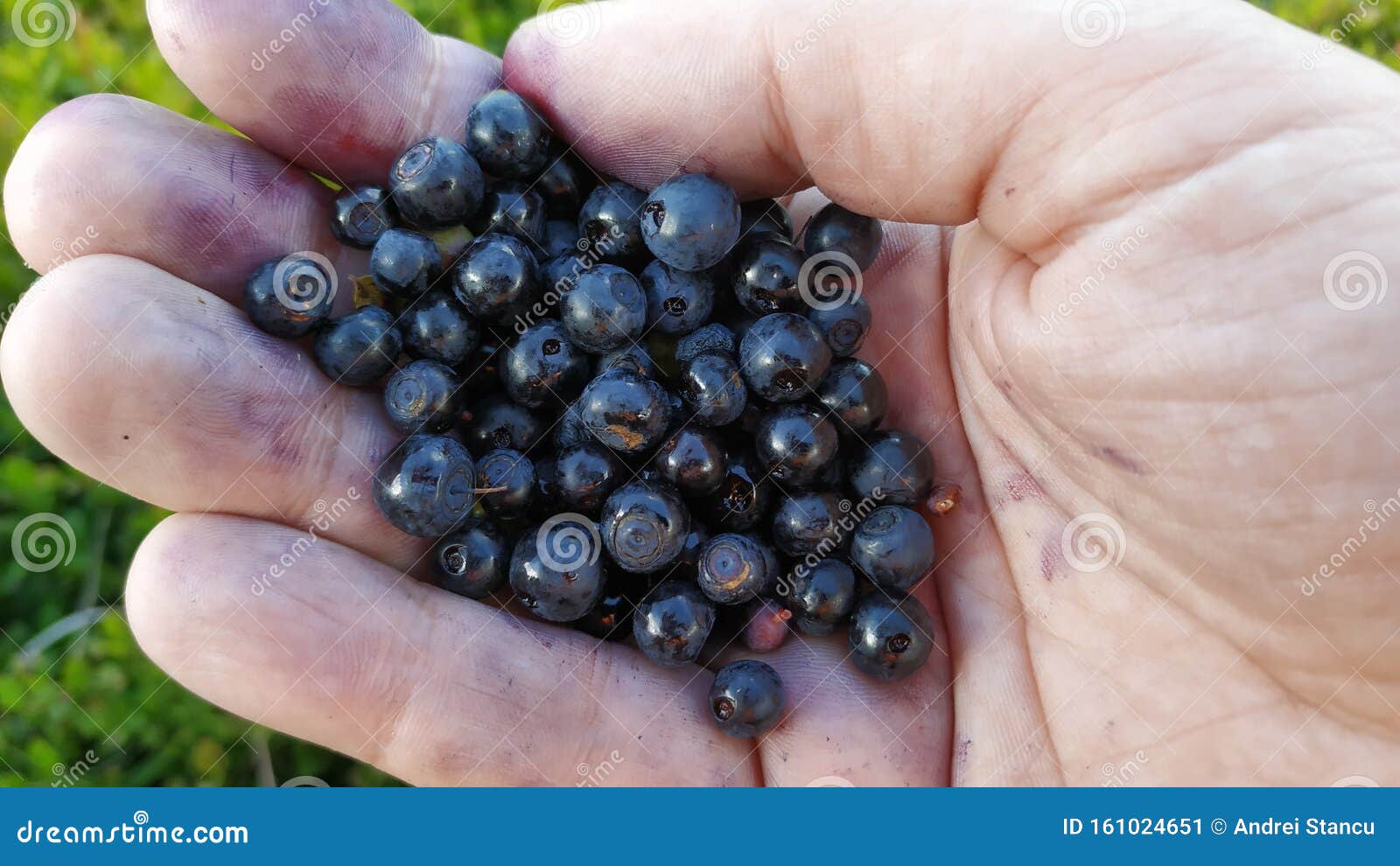 Hand full of berries stock image. Image of cakes, high - 161024651