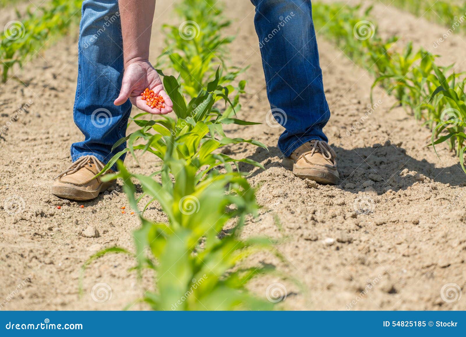 Hand full of corn seeds stock image. Image of nature - 54825185