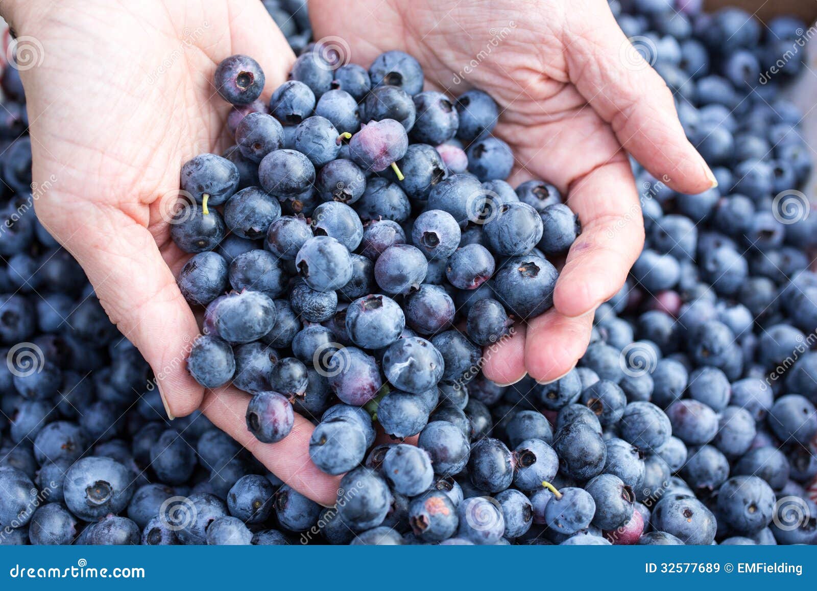 Hand Full of Fresh Picked Blueberries Stock Image - Image of hand ...
