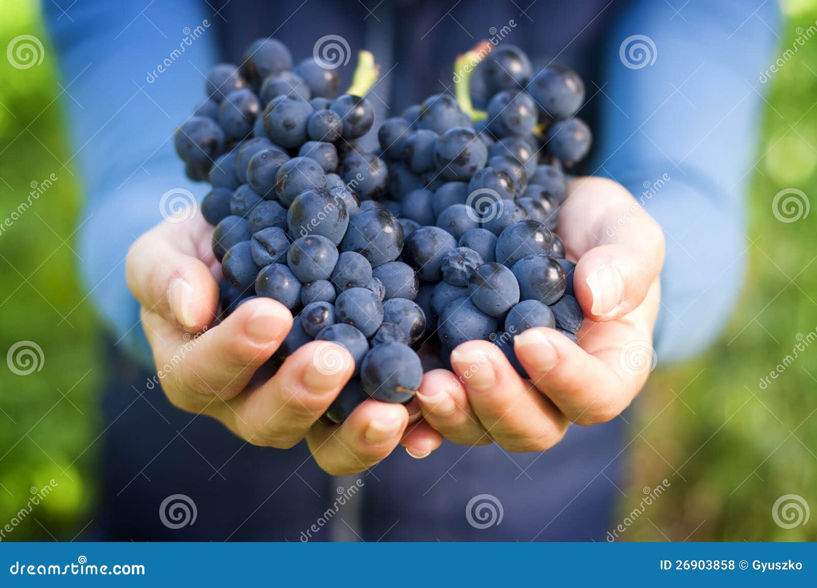 Hand full of red Grapes stock photo. Image of beverage - 26903858
