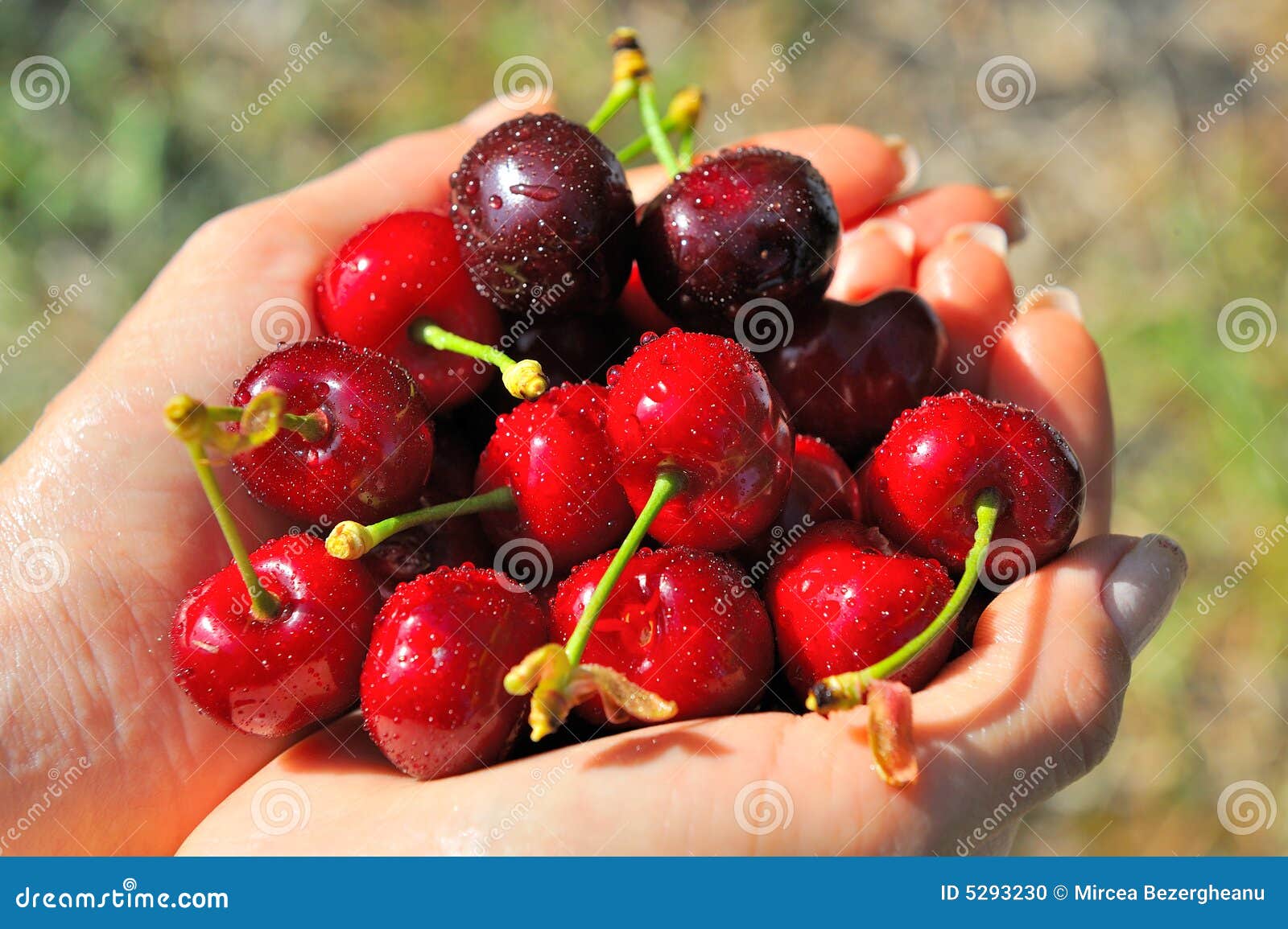 Hand full of ripe cherries stock photo. Image of filled - 5293230