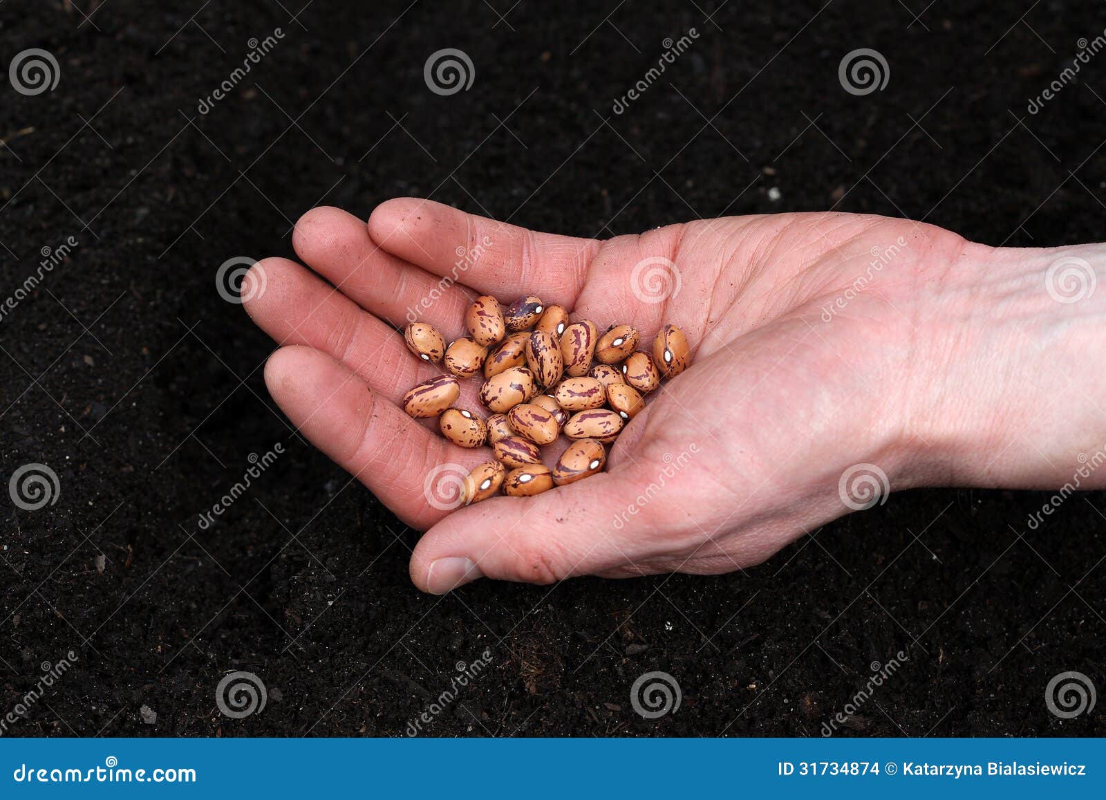 Hand full of seeds stock photo. Image of hold, holding - 31734874