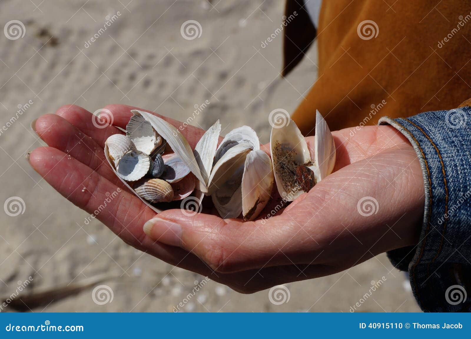 Hand full of shells stock photo. Image of hands, mussels - 40915110