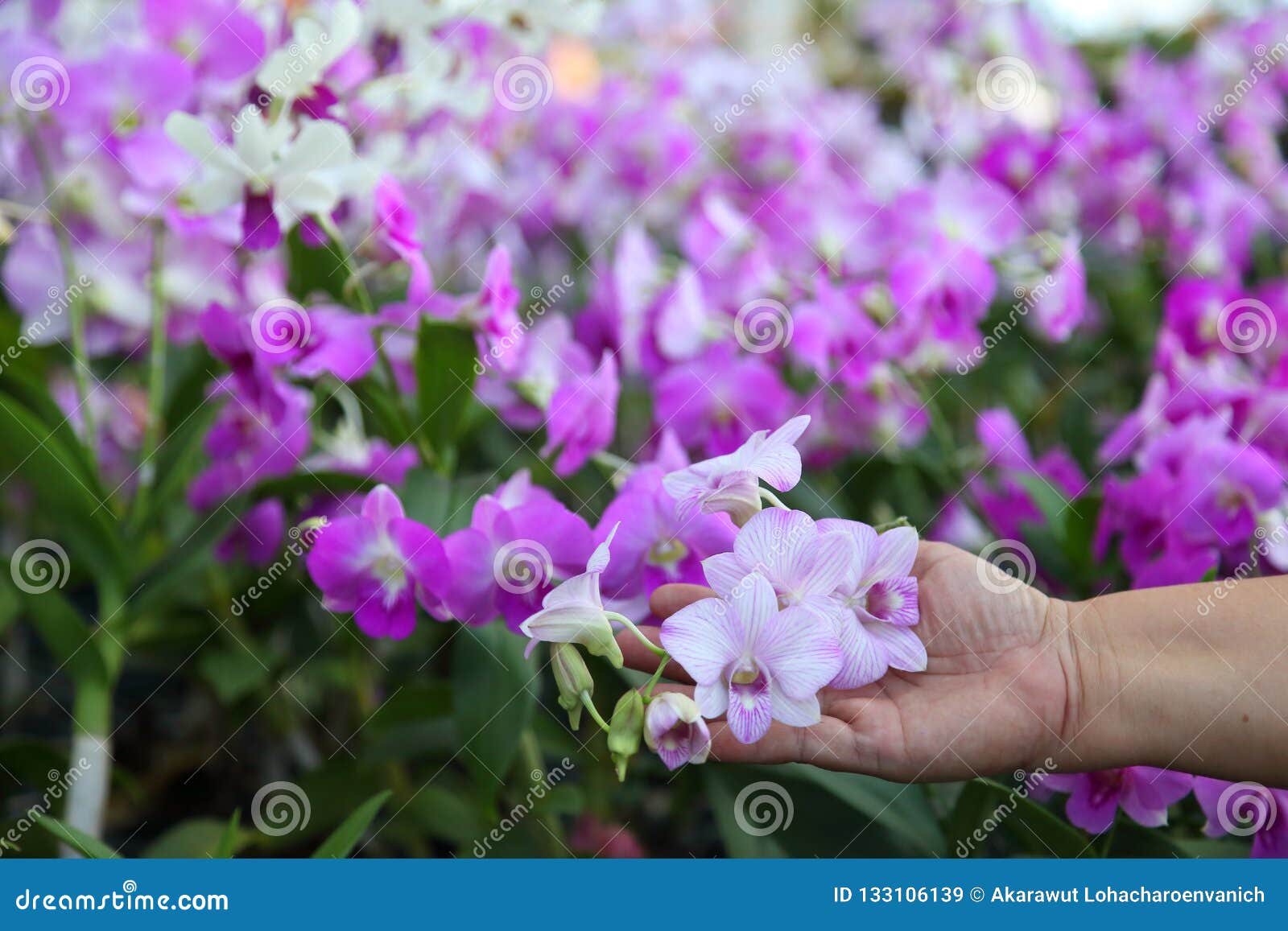 Hand of Gardener Checking the Orchid Flowers in Nursery Stock Image ...