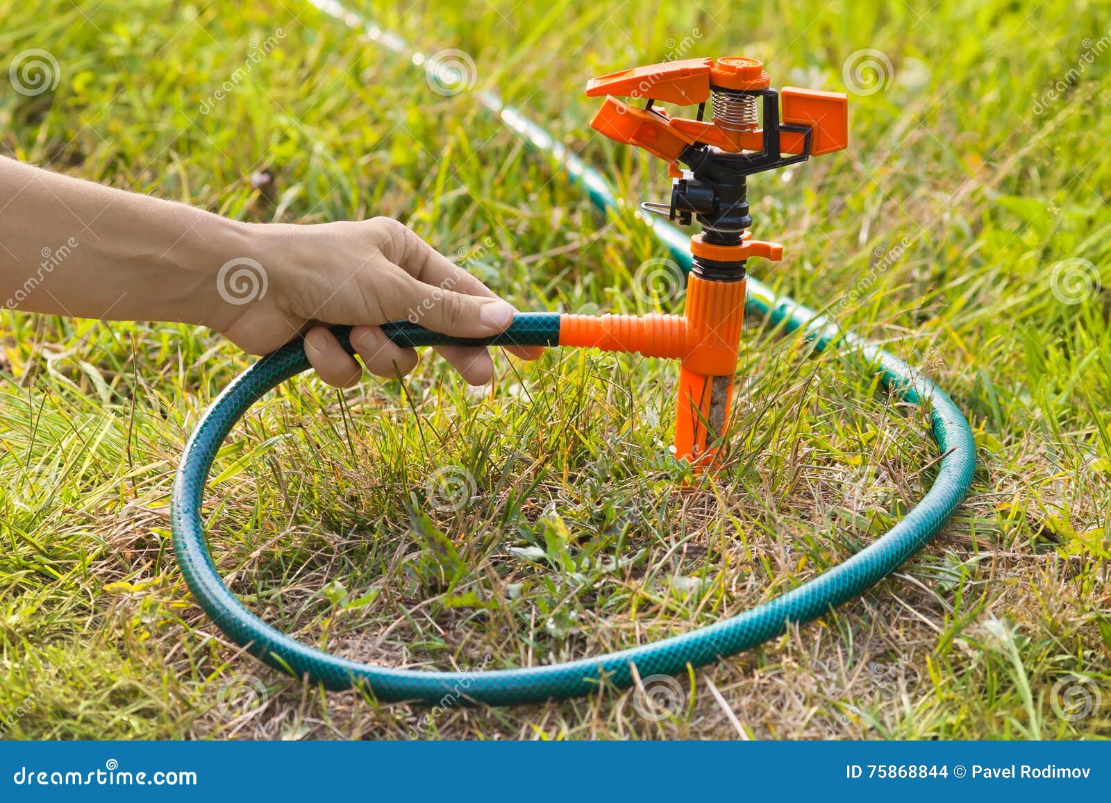 Hand of Gardener Installing Sprinkler for Lawn Irrigation Stock Photo ...
