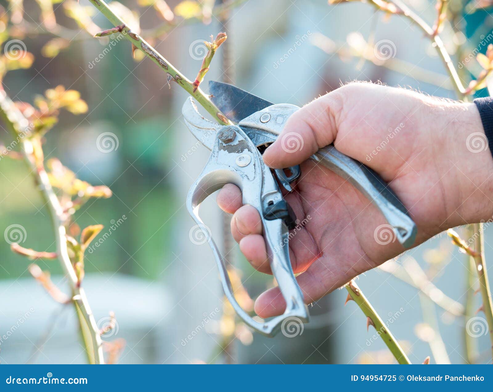 Hand Gardener Pruning the Bushes with Cutting Tool Stock Image - Image ...