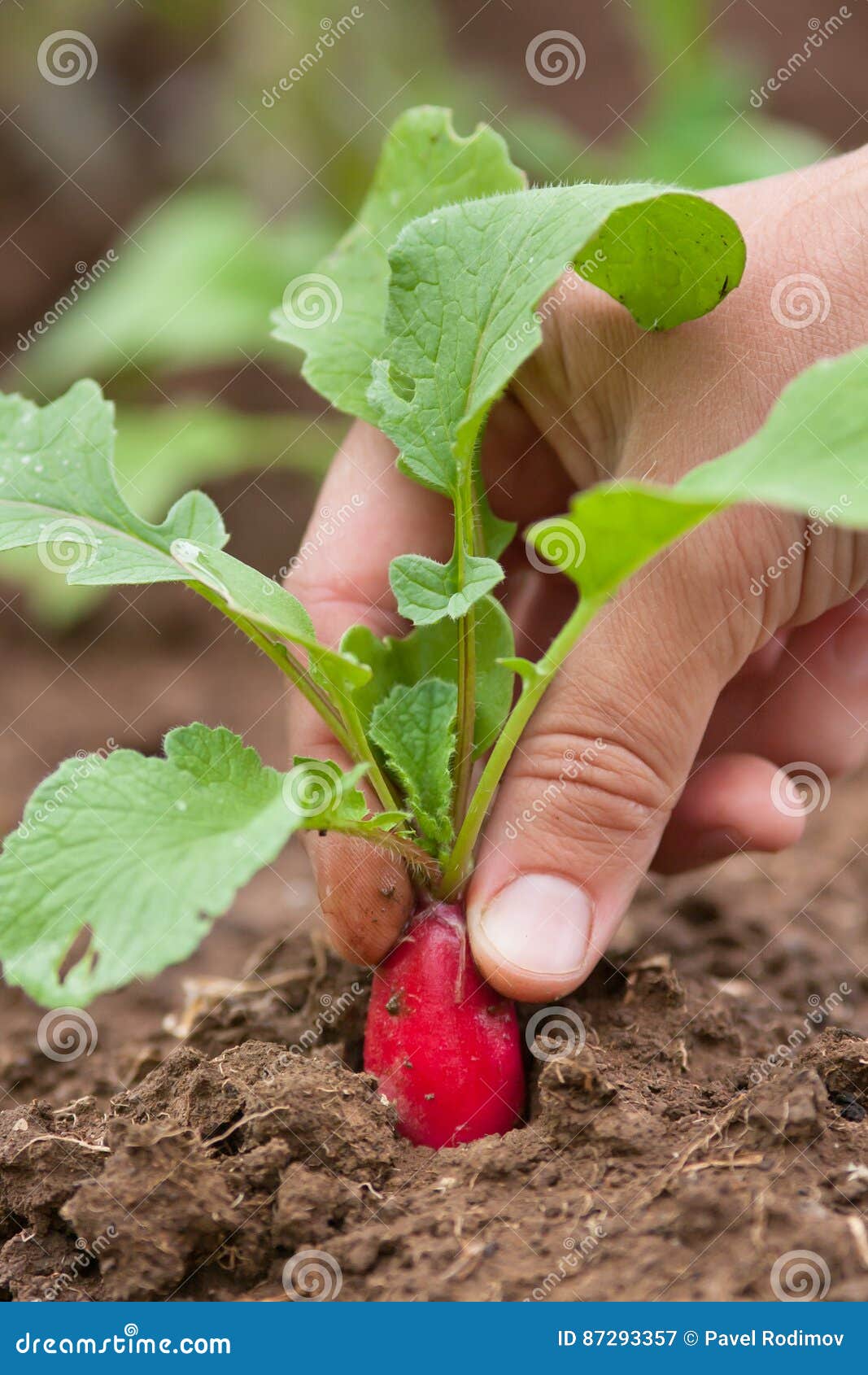 Hand of Gardener Pulling Ripe Radishes in the Vegetable Garden Stock ...