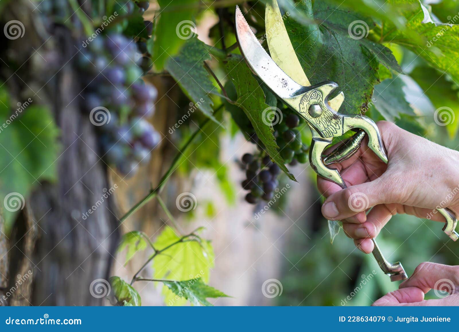 Pruning Grape Branches With Mechanical Garden Loppers Or Averruncator ...
