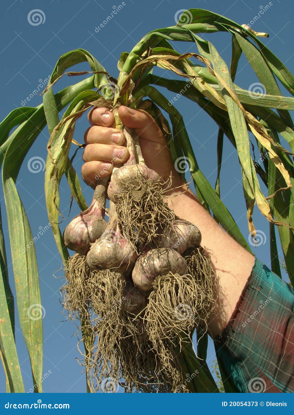 Hand with garlic stock image. Image of leaf, harvest - 20054373