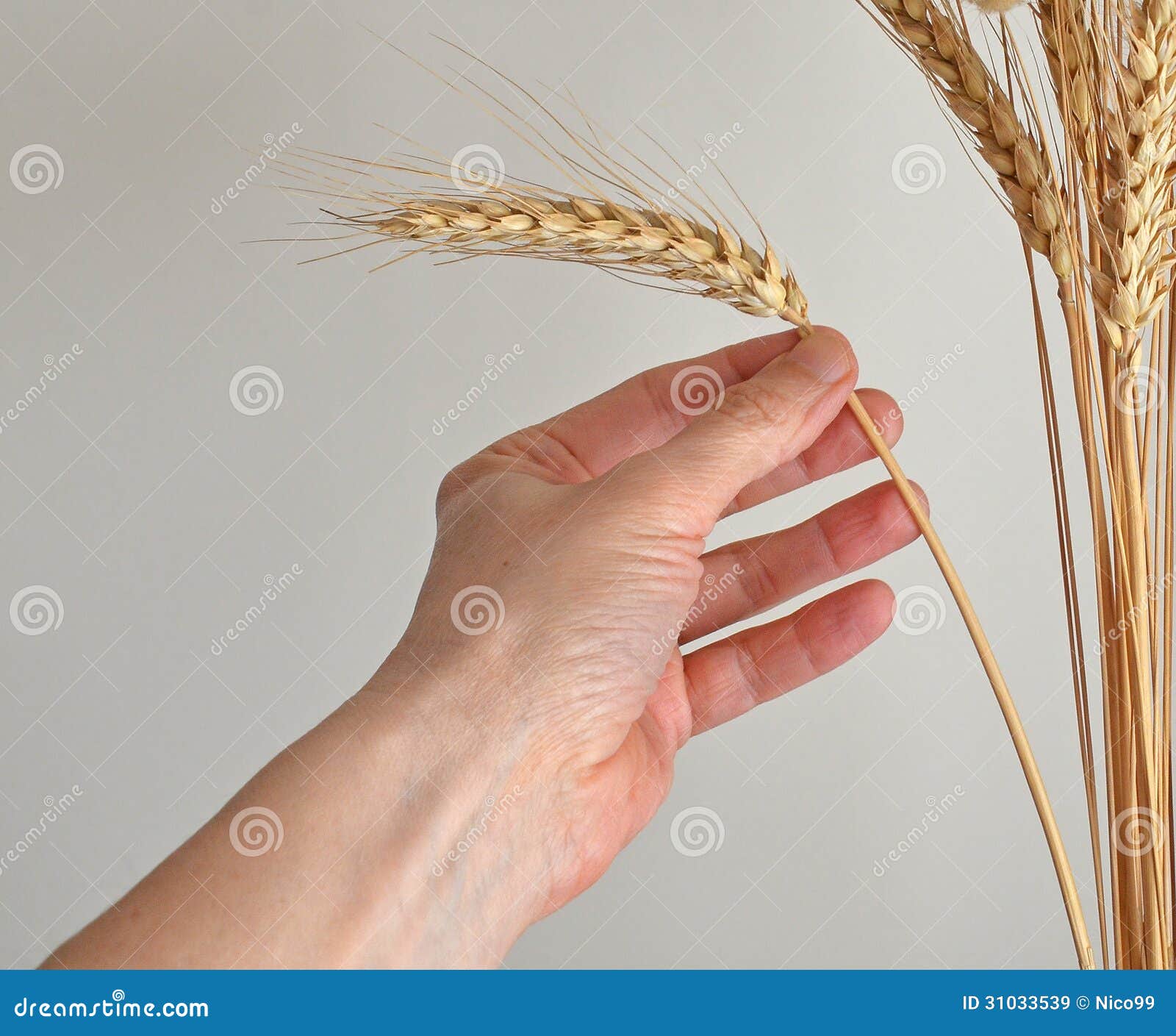 Hand gather ear stock image. Image of barley, hand, famine - 31033539