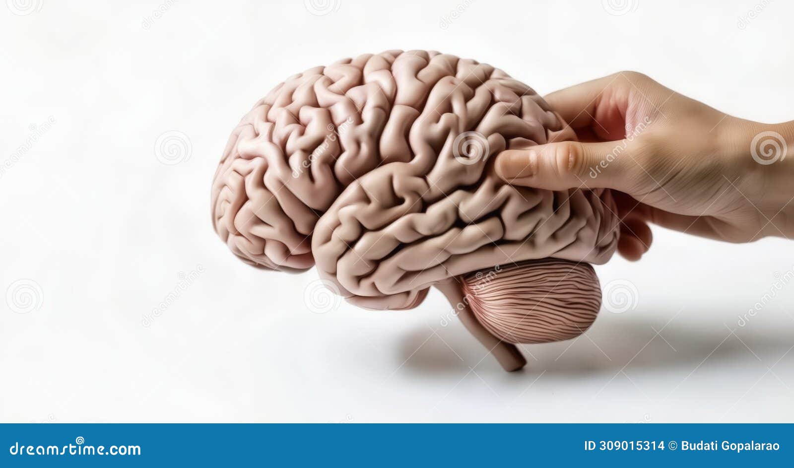 Hand Gently Holding a Detailed Human Brain Model Stock Illustration ...