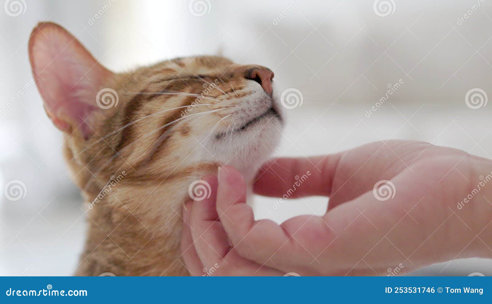 Hand Gently Touching and Rubbing a Cat`s Neck Stock Footage - Video of ...