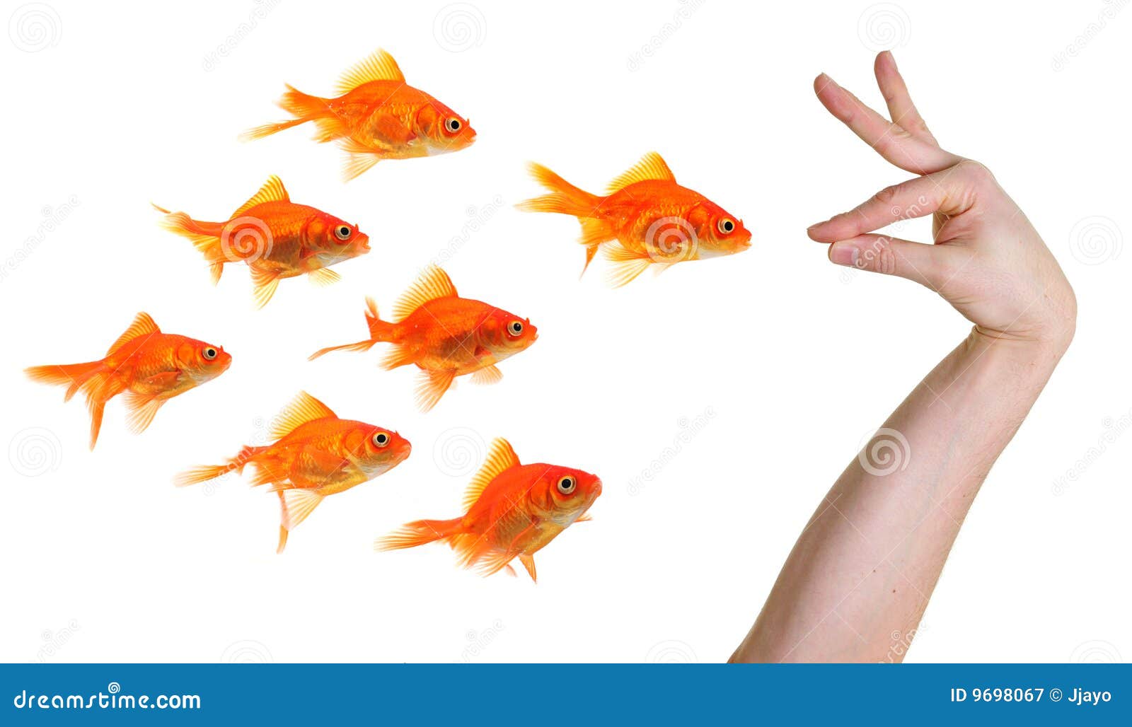 Hand Gesturing Towards a Group of Goldfish Stock Image - Image of ...
