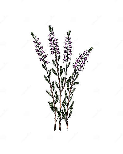 Hand getrokken heide vector illustratie. Illustration of kaart - 87139245