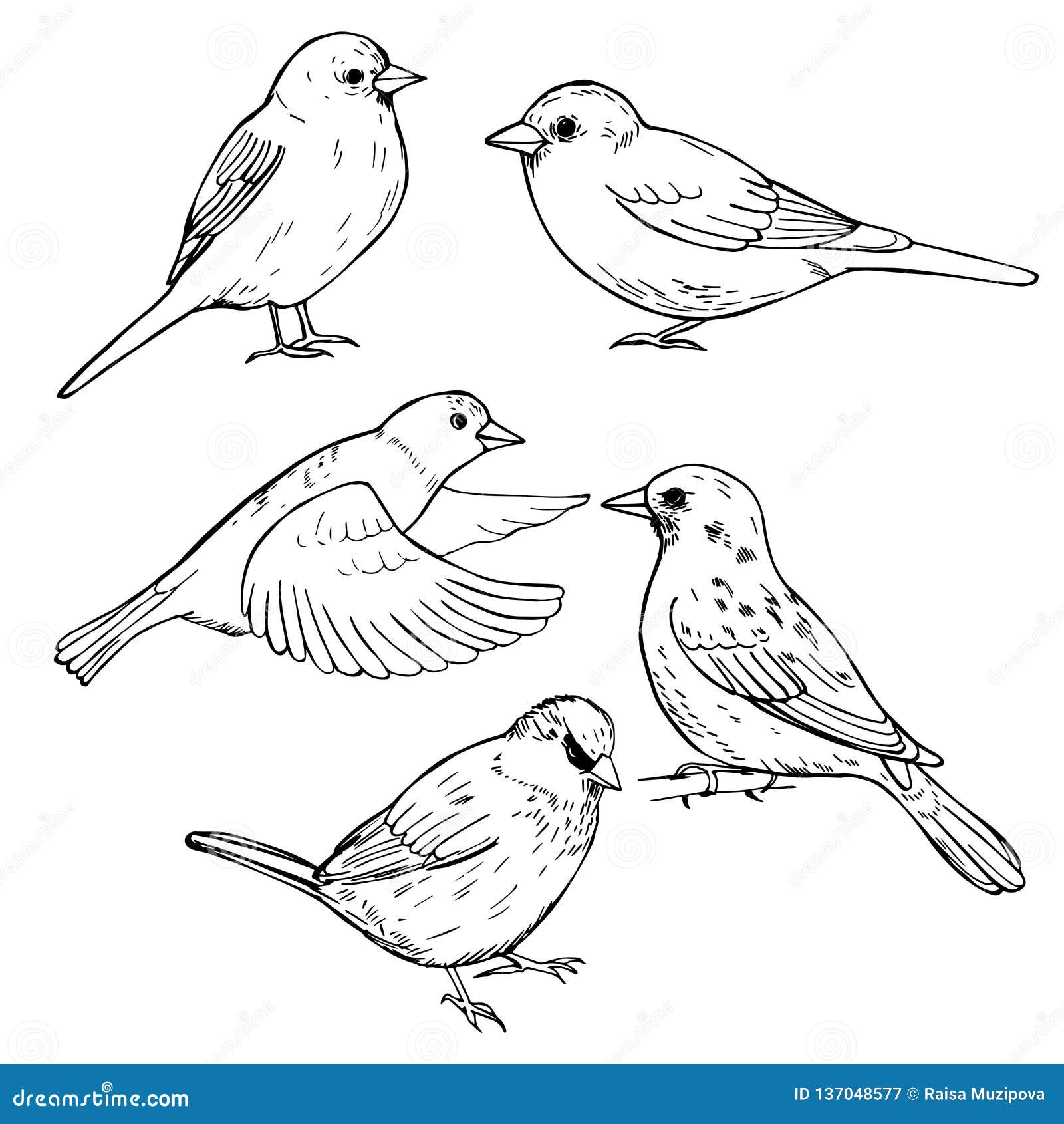 Hand Getrokken Mussen Vector Illustratie Vector Illustratie ...