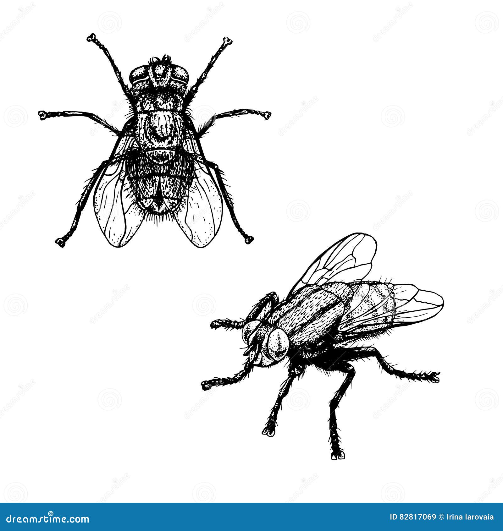 Hand Getrokken Schets Van Vlieg Vector Illustratie Vector Illustratie ...