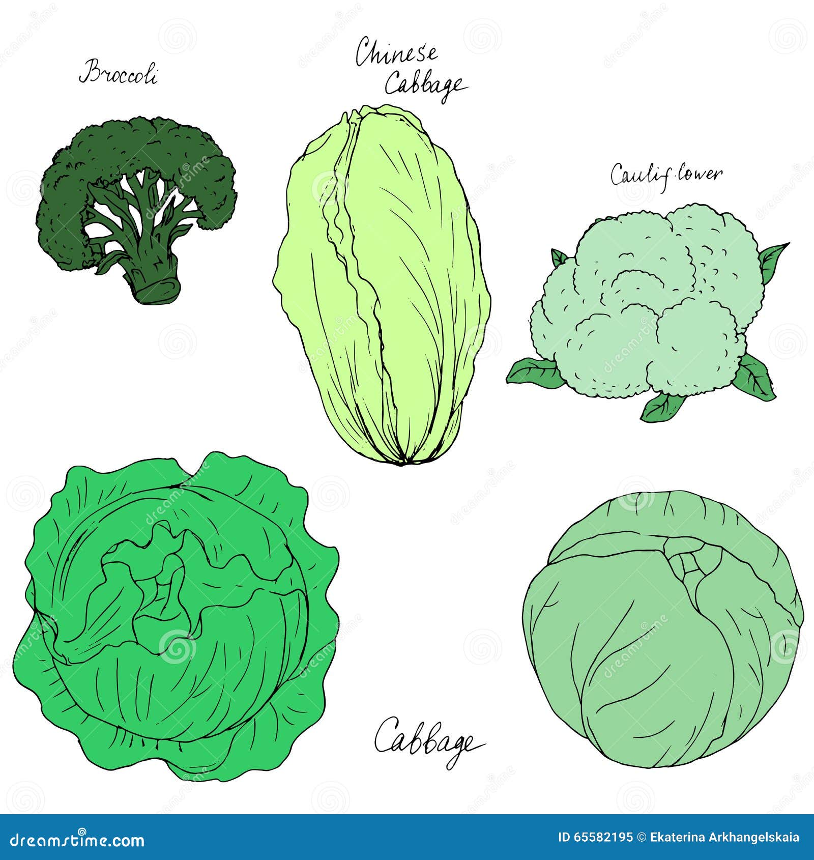 Hand Getrokken Verschillend Soort Kool Vector Illustratie ...