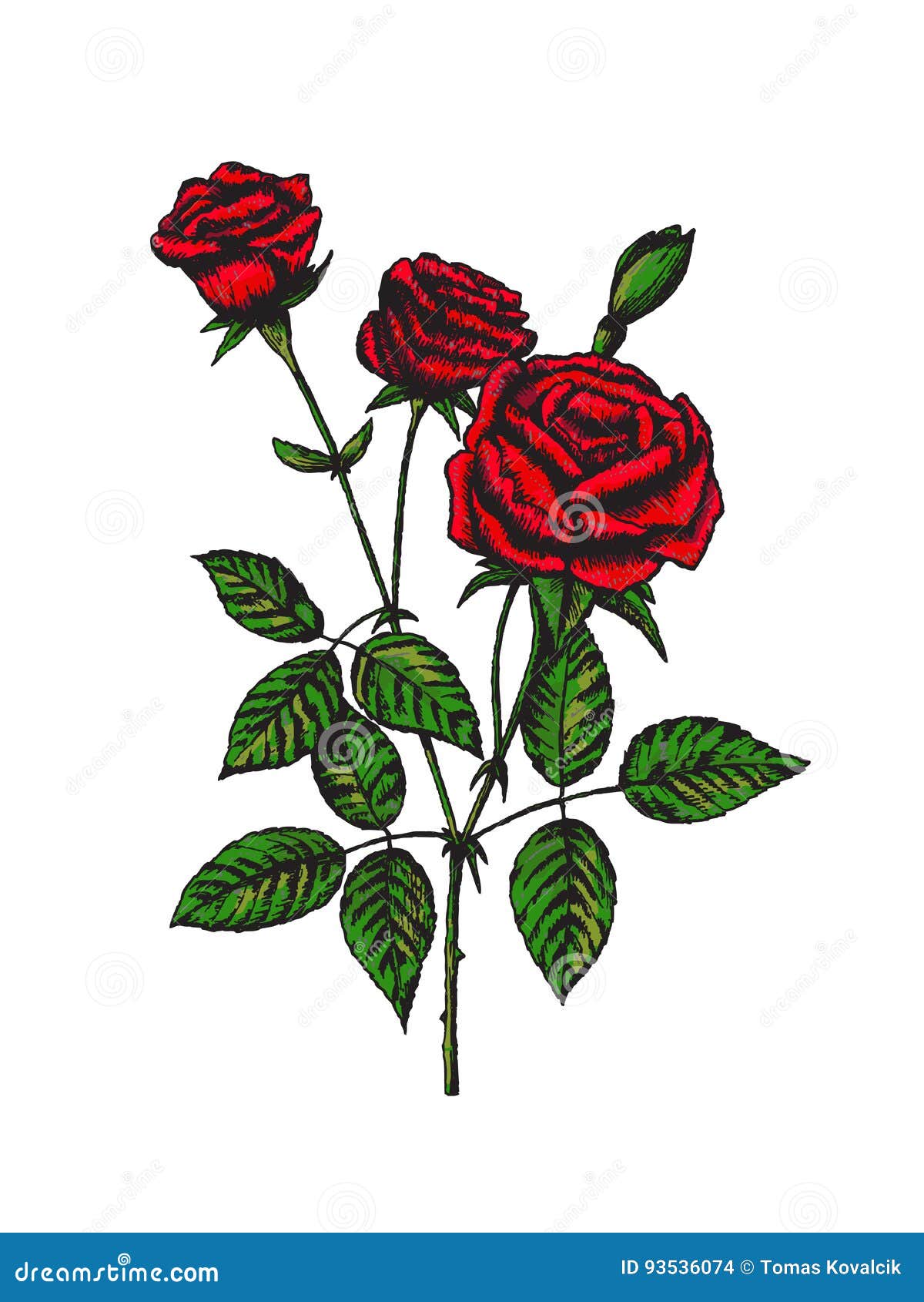 Hand Gezeichnete Blume, Bunte Rose Vektor Abbildung - Illustration von ...