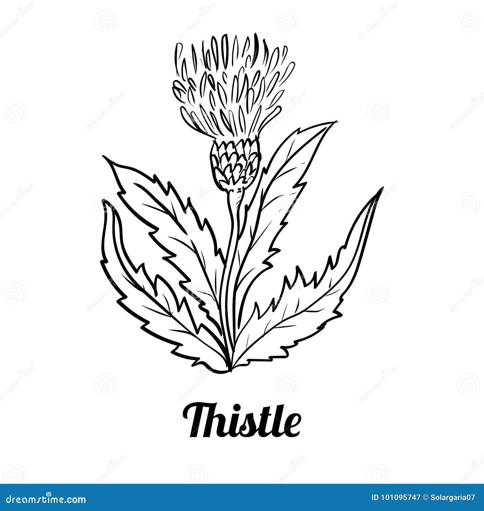 Hand Gezeichnete Distel-Blumevektor-Illustration Vektor Abbildung ...
